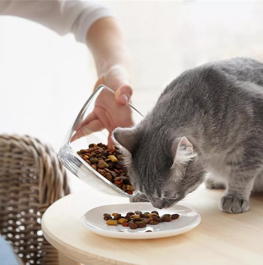 so füttert man Katzen richtig - Gartencenter Haubensak