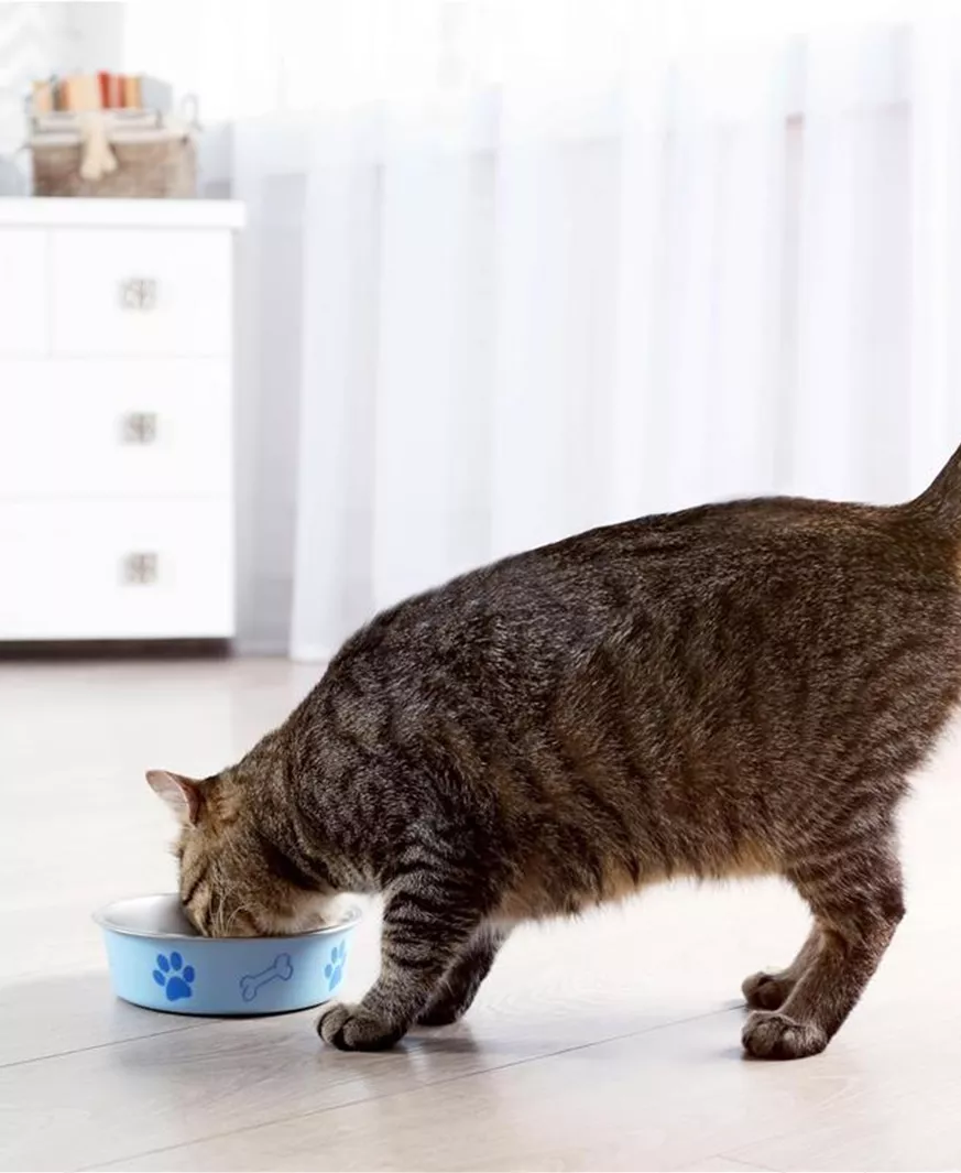 so füttert man Katzen richtig - Gartencenter Haubensak