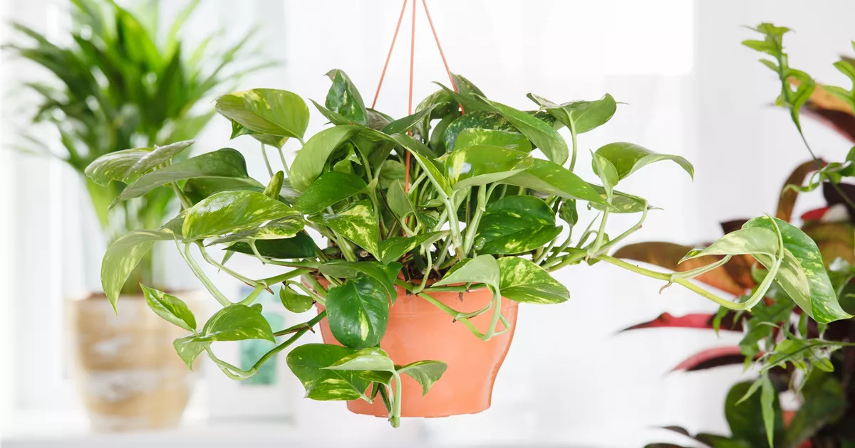 Efeutute, Epipremnum